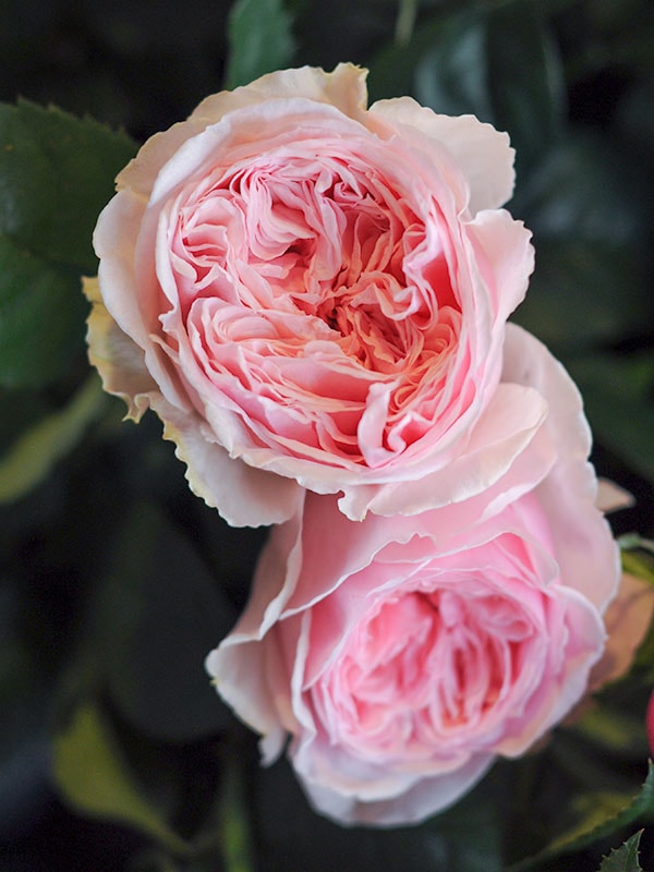 旋律 senlitsu – WABARA online store